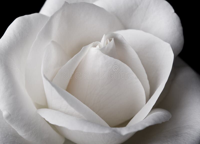 White Rose Macro stock image. Image of macro, flower, blooming - 4449025