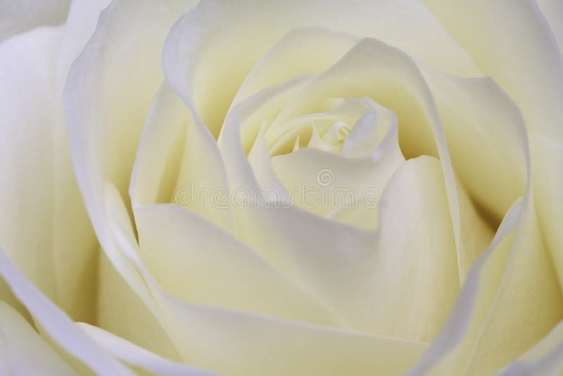 White Rose Macro stock image. Image of blooming, beauty - 4448959