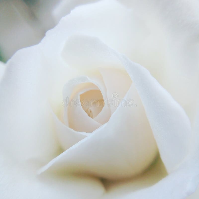 White Rose stock photo. Image of white, macro, rose - 101247670