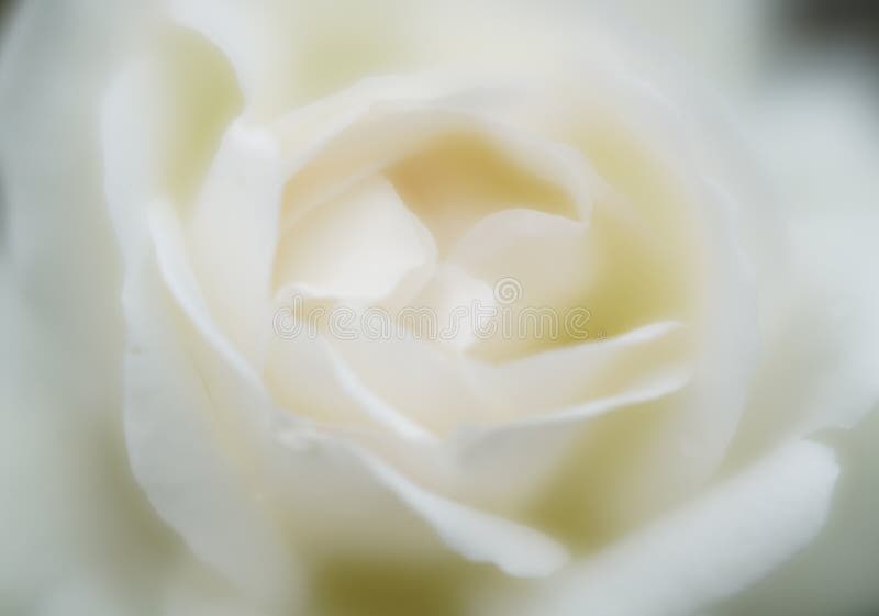 White Rose Macro with a Soft Gleam and Shimmer Stock Photo - Image of ...