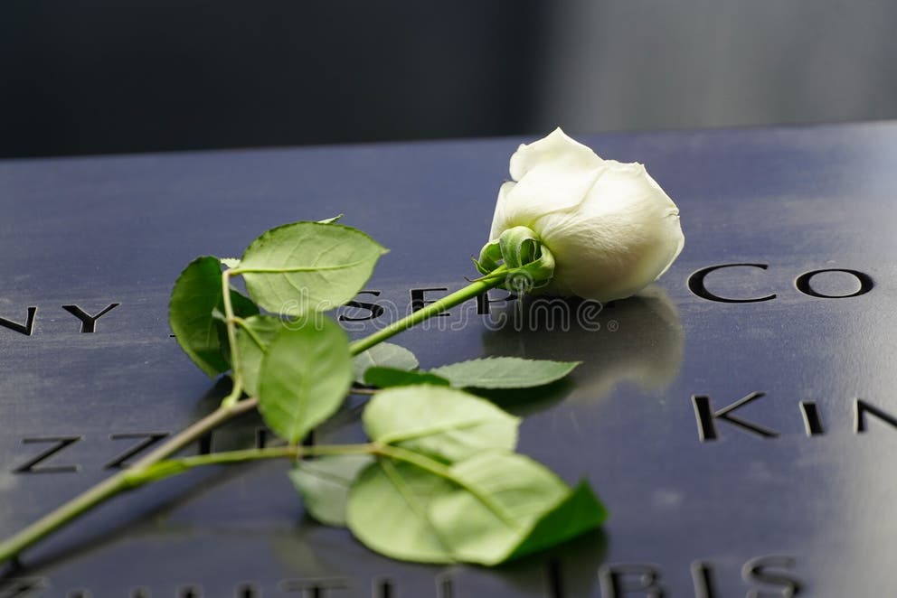 White Rose on the 9 11 Memorial North Pool Editorial Stock Photo ...