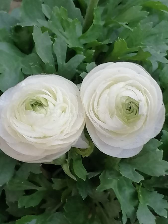 White Rose is the Most Precious Flower in the World Stock Image - Image ...