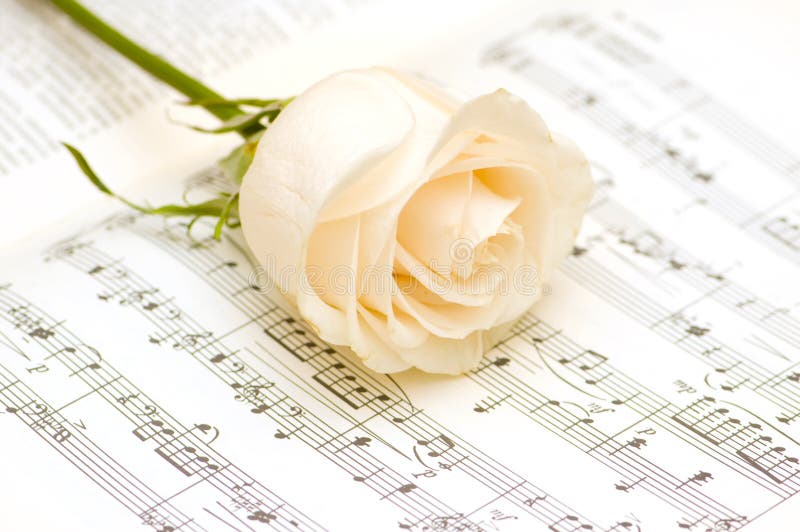 White Rose on the Musical Notes Stock Photo - Image of chord, single ...
