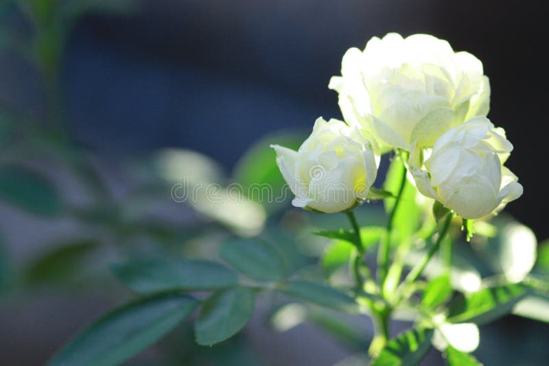 White Rose with Reflection stock photo. Image of purity - 36117226
