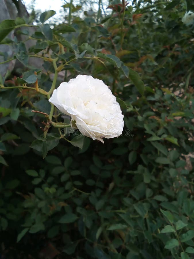 White Rose Natural Beauty Rose Plants Tree Stock Photo - Image of white ...