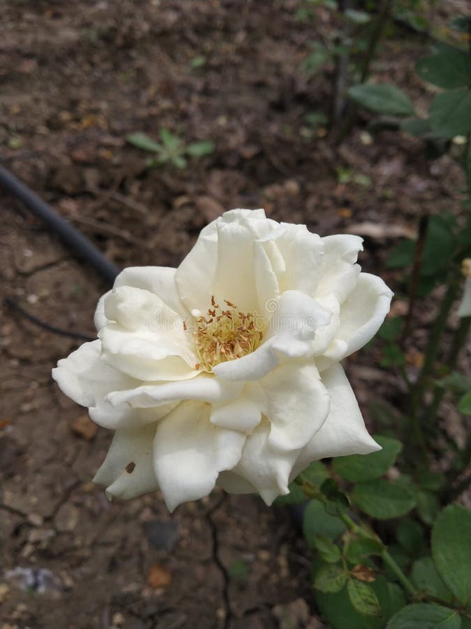 White rose stock photo. Image of nature, rose, future - 122718034