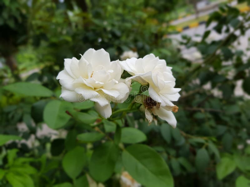 White Rose in the Nature Garden Spring Season Stock Photo - Image of ...
