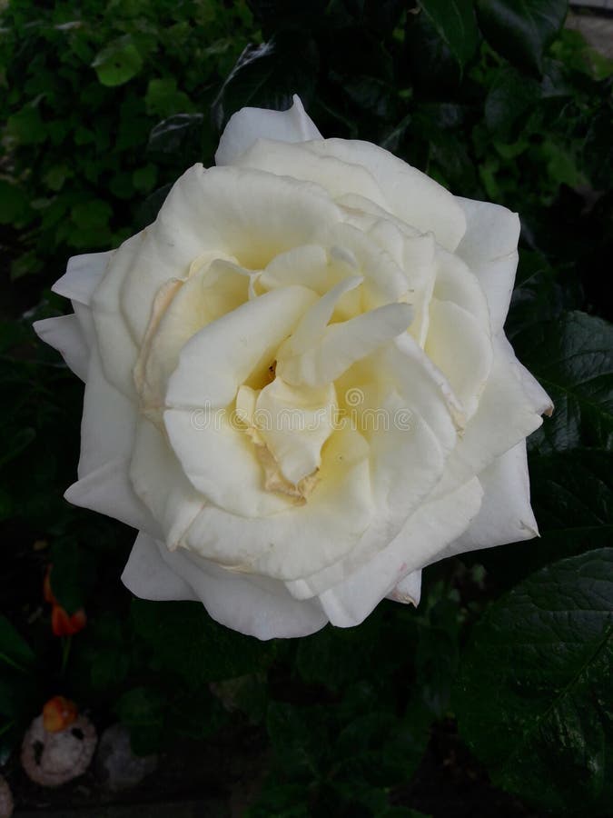 White rose stock image. Image of rose, nature, white - 185952195