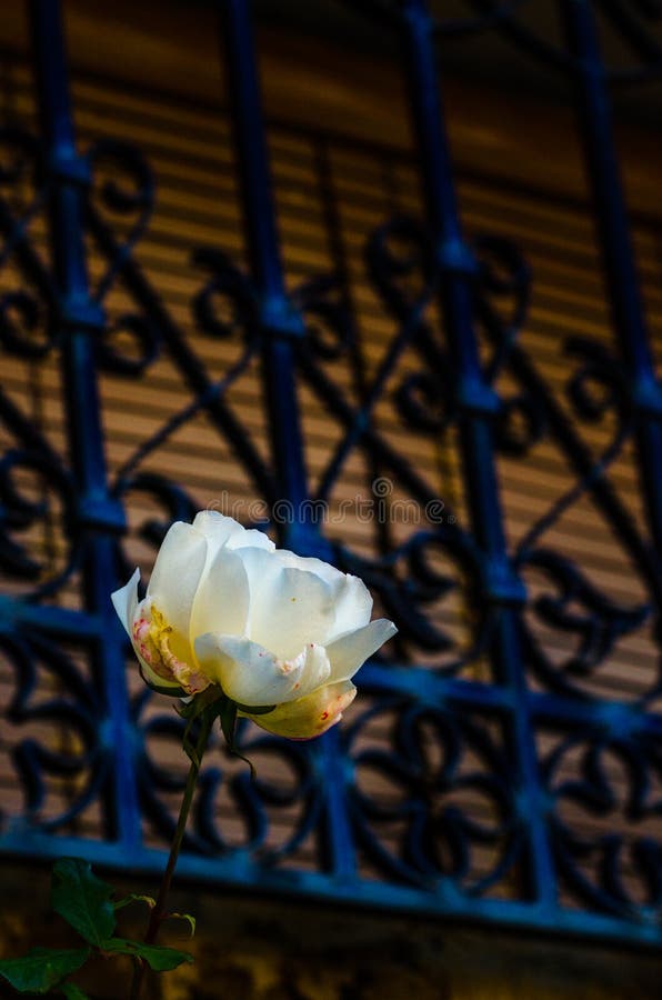 White Rose Next To Window with Bars Stock Photo - Image of nature ...