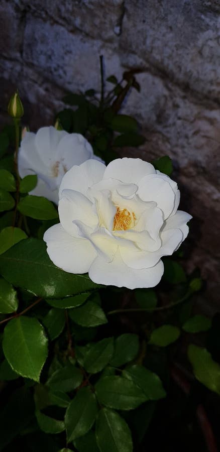 White Rose in night stock photo. Image of green, night - 180276108