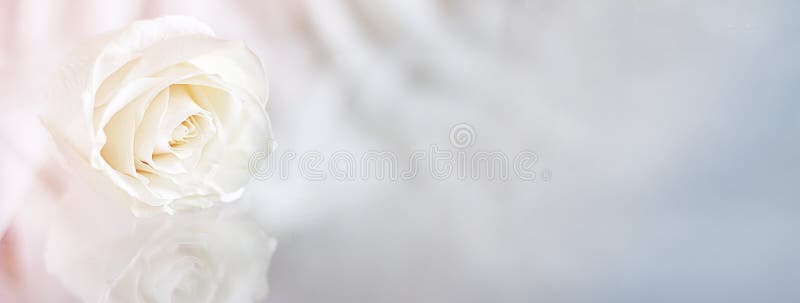 White rose stock image. Image of garden, floral, background - 213523415