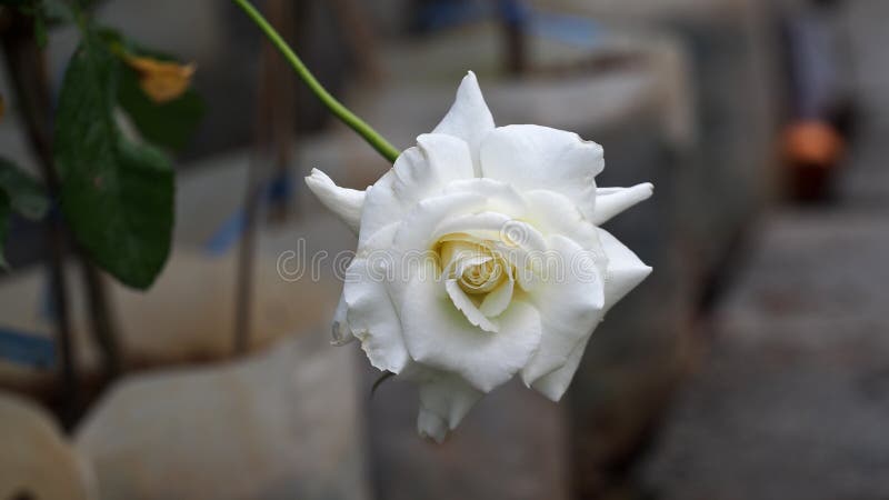 White Rose stock image. Image of botanical, fresh, bloom - 78453191