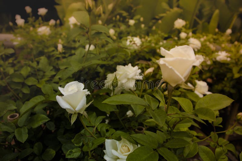 White Rose Outdoors in Garden Stock Image - Image of flowers, flora ...
