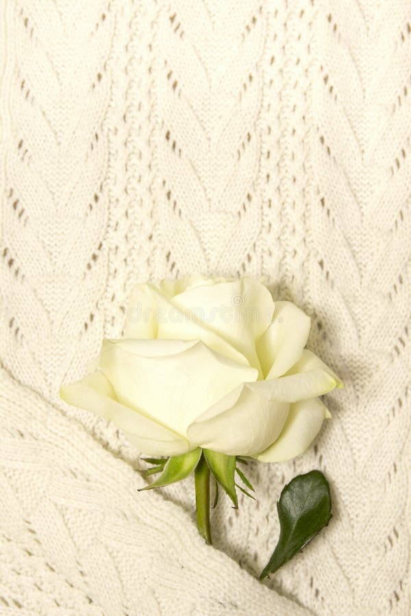 White Rose Over Knitted Texture Stock Image - Image of pattern, knitted ...