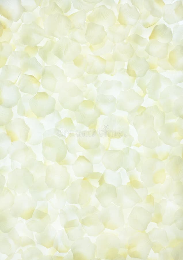 White Rose Petals Background Stock Photo - Image of rose, petal: 11307294
