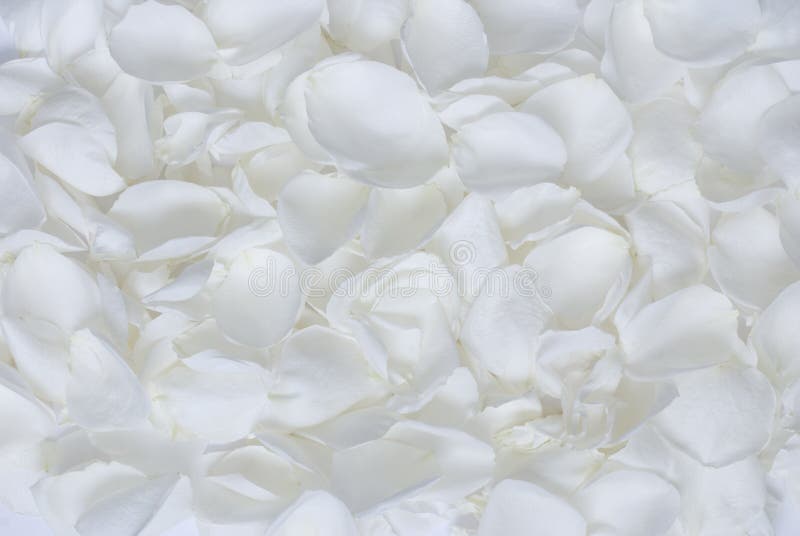 White rose petals texture stock photo. Image of cosmetology - 21404108