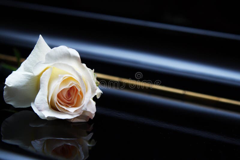 White rose on the piano stock photo. Image of leaves - 16302874
