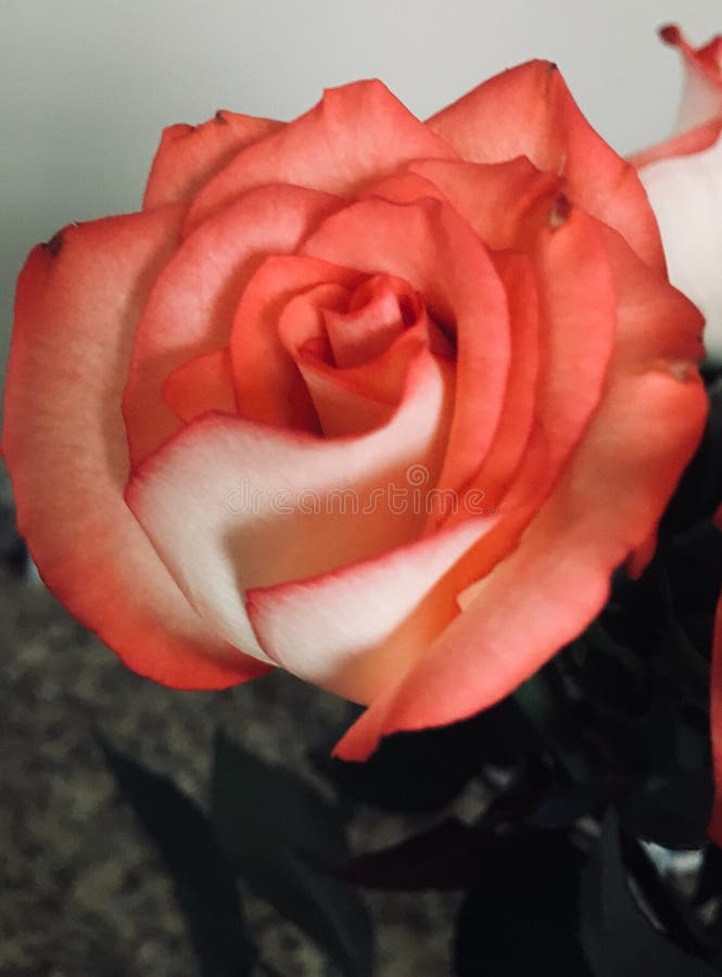 Pink-tipped Rose stock photo. Image of tipped, rose - 120507008