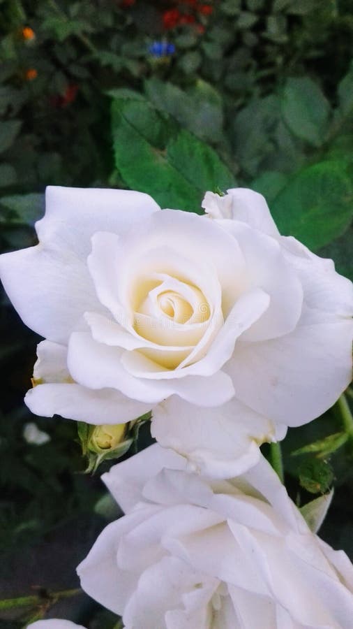 White Rose PlantðŸŒ¹nature Love Stock Photo - Image of white ...