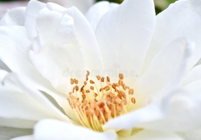 639 Rose Core Photos - Free & Royalty-Free Stock Photos from Dreamstime