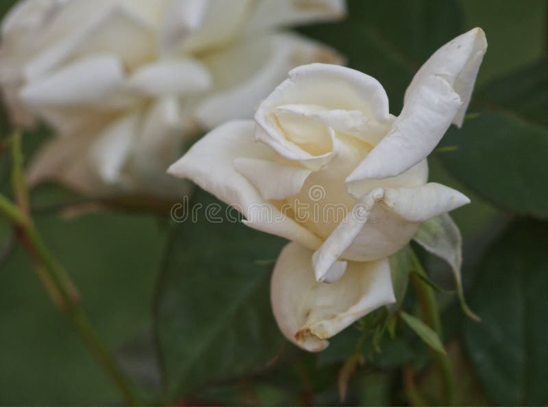 White rose plant stock photo. Image of autumn, flower - 145456242