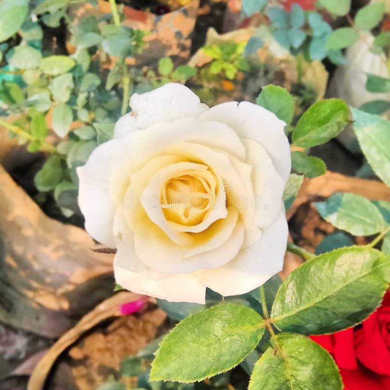 White Rose - Princess of All Roses Stock Photo - Image of roses, petal ...