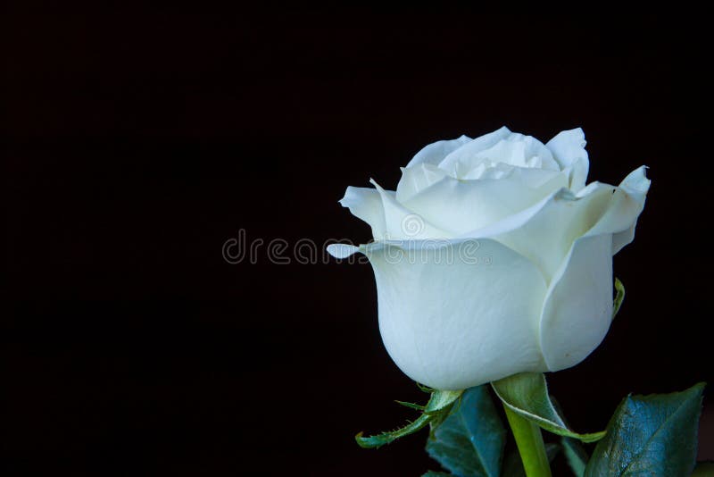 A Single White Rose Isolated on Black Background. Stock Photo - Image ...