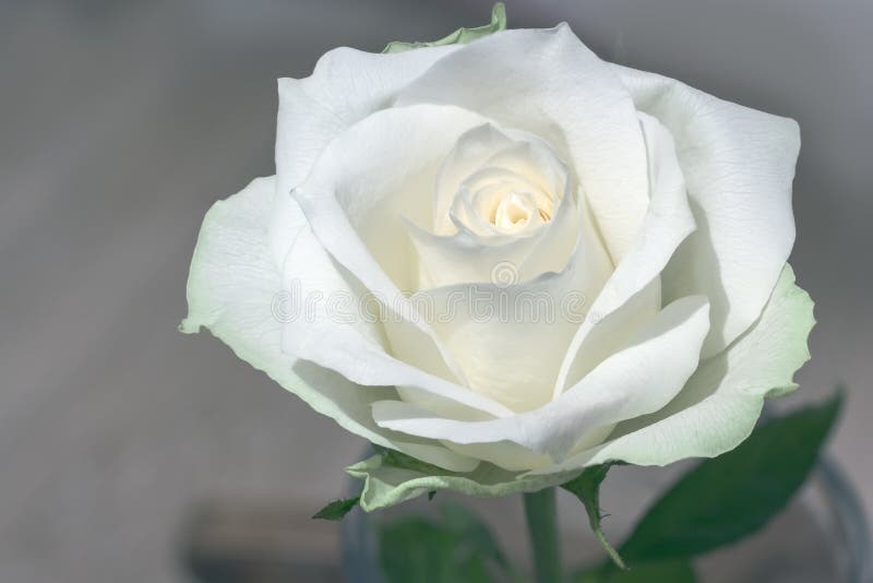 Renaissance Peony Rose after the Rainfall Stock Image - Image of ...