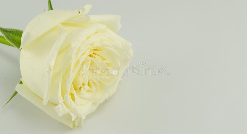 White Rose stock image. Image of floral, isolated, closeup - 39667839