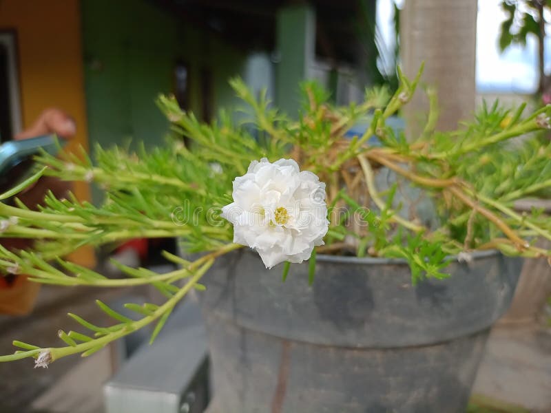 This is a White Rose Purslane Flower Growing in a Black Plastic Flower ...