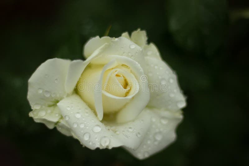 White Rose in Raindrops on a Dark Background of the Greenery of the ...