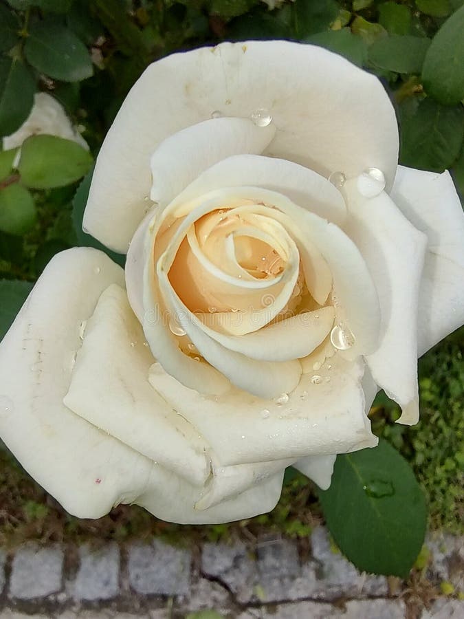 A White Rose after a Rainy Day Stock Image - Image of white, autumn ...