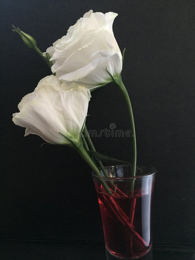 White rose stock image. Image of rose, white, base, flowers - 139066739