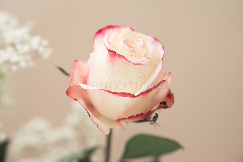 White Rose with Red Edge. Indoor Stock Image - Image of flower, fresh ...