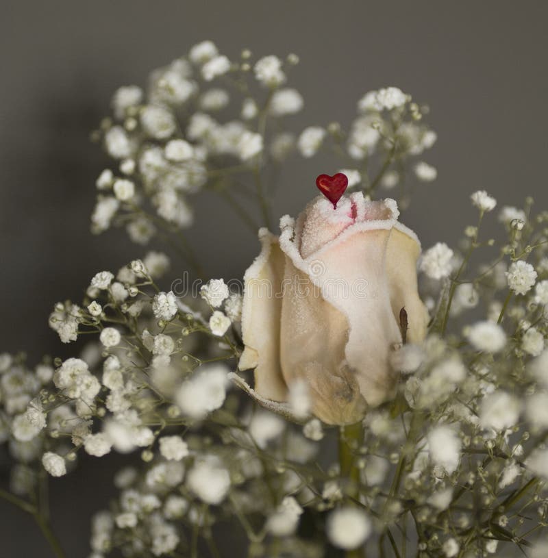 A White Rose with Red Heart Stock Photo - Image of heart, rose: 37705522