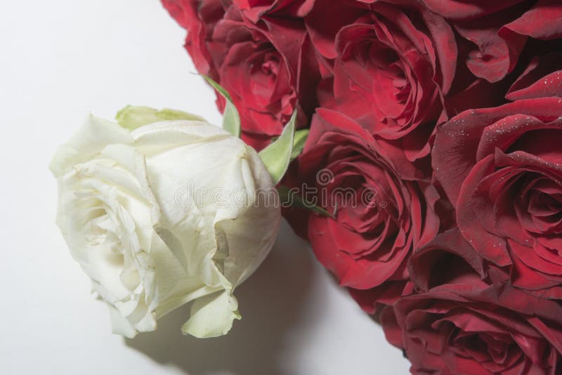 White rose and red roses stock image. Image of festive - 81160553