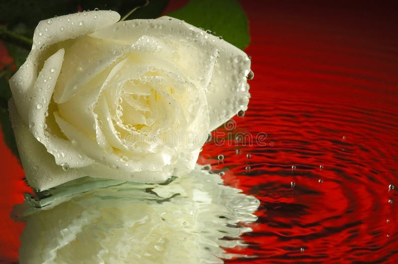 Bleeding white rose stock photo. Image of beauty, love - 17715550