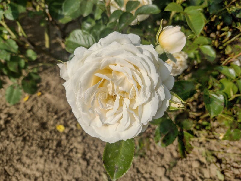 White Rose in Romania. Macro Rose Stock Image - Image of macro, romania ...