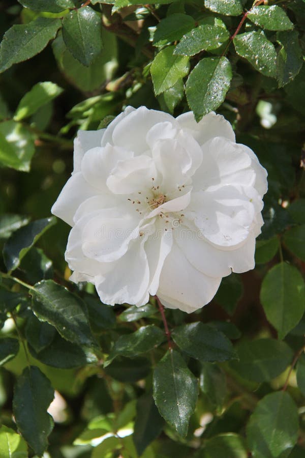 White Rose Shrub stock image. Image of gardening, botany - 159806835