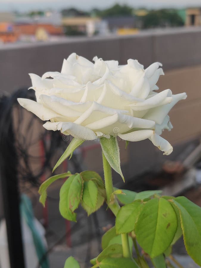 White Rose for simplicity stock photo. Image of simplicity - 172465890