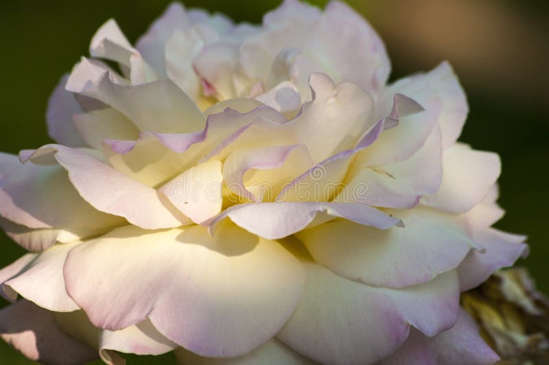 White rose stock photo. Image of beauty, anniversary - 42780886