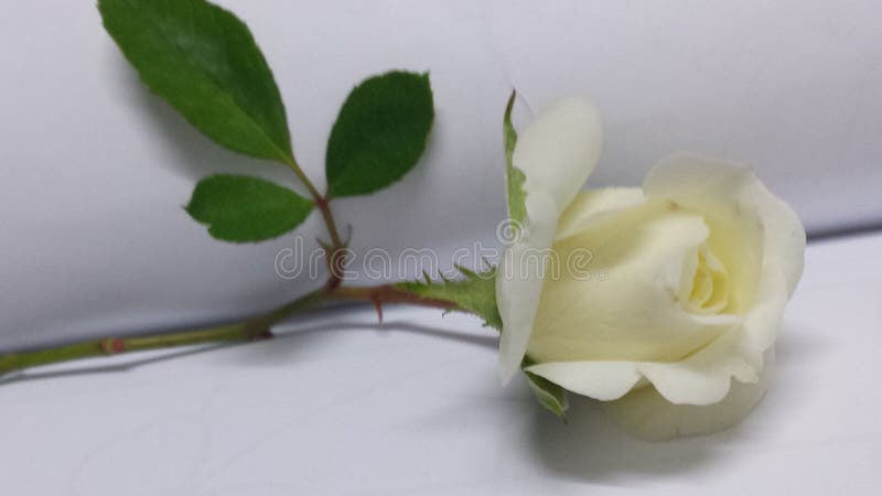 White rose on single stem stock photo. Image of rose - 83826150