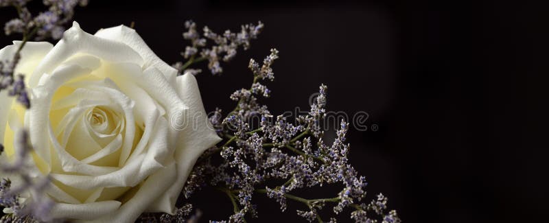 White Rose and Small Blue Flowers Stock Image - Image of space, view ...
