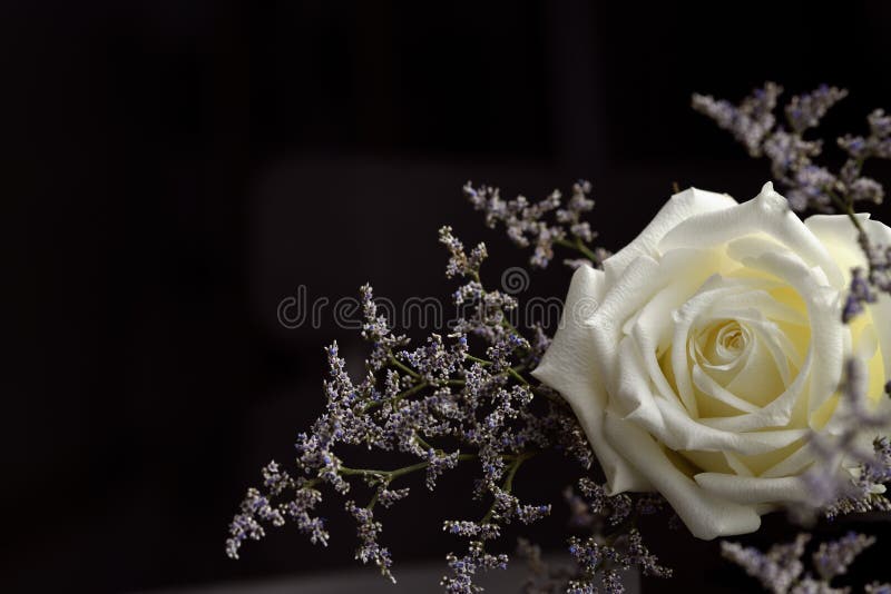 White Rose and Small Blue Flowers Stock Photo - Image of love, rose ...
