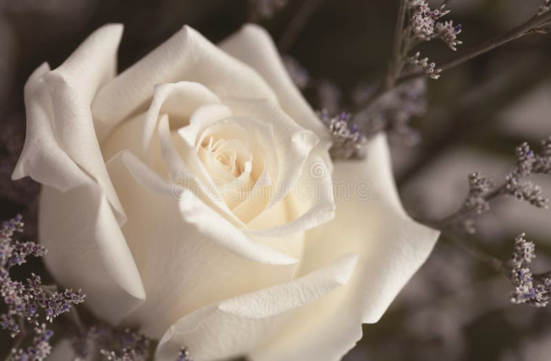 White Rose and Small Blue Flowers Stock Image - Image of flower, single ...