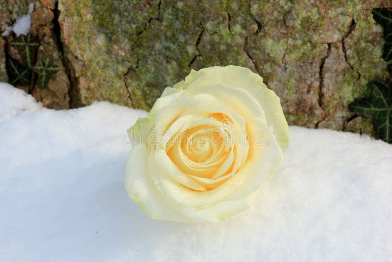 White rose in the snow stock photo. Image of blossom - 136046118