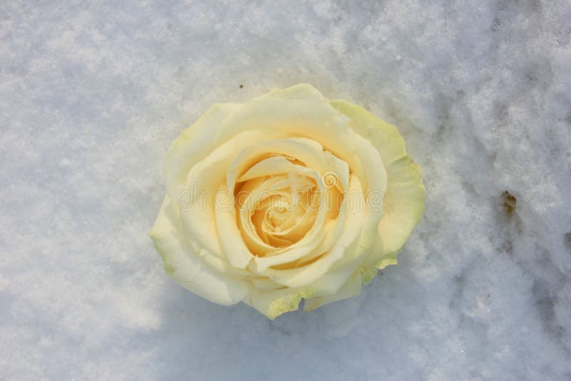 White rose in the snow stock photo. Image of nature, petals - 86077082