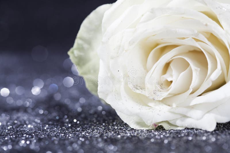 White Rose on Sparkling Glittering Background Stock Photo - Image of ...