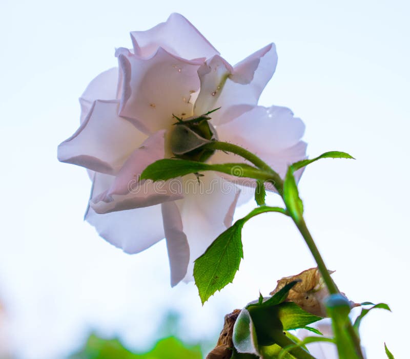 A white rose stock image. Image of petals, flower, spring - 94577337