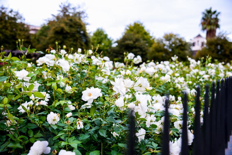 White Rose with Steel Fence Stock Photo - Image of landscaped, front ...